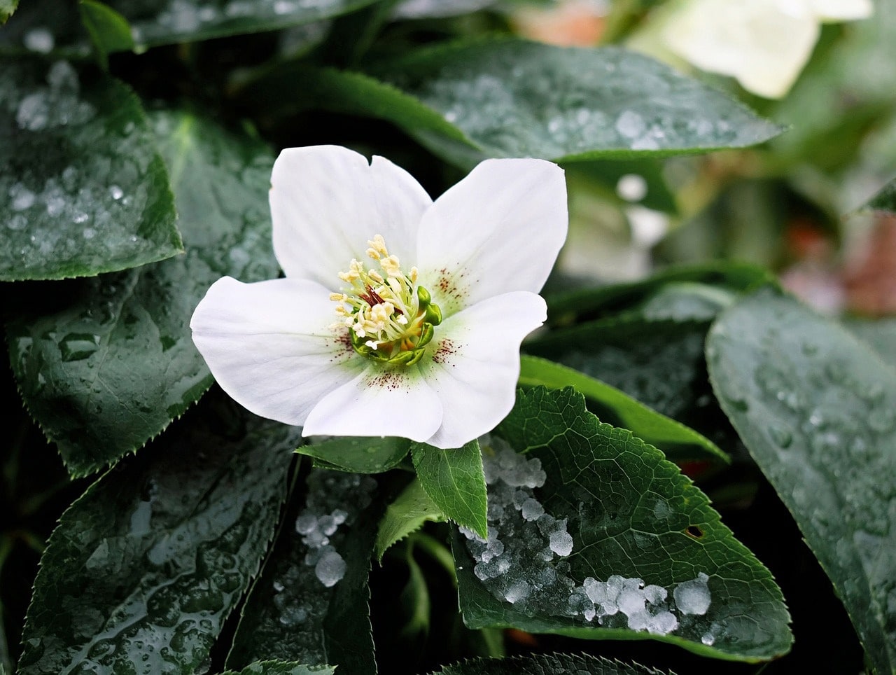Die phantastische Welt der Heilpflanzen: Die Schneerose - Deutsche Stimme
